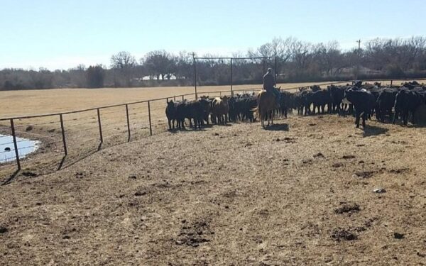 Cross M Beef – Grass Fed Grain Finished Beef, available for delivery to ...