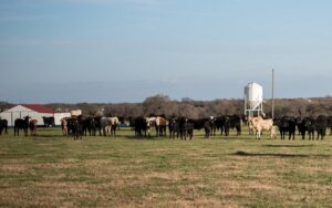 Cross M Beef – Grass Fed Grain Finished Beef, available for delivery to ...